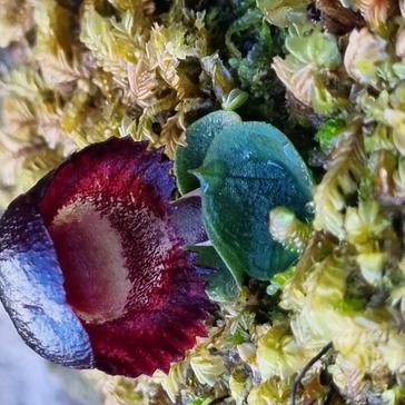 Walk review from Sue and Ross Boreham, Three Capes / Tasman Peninsula